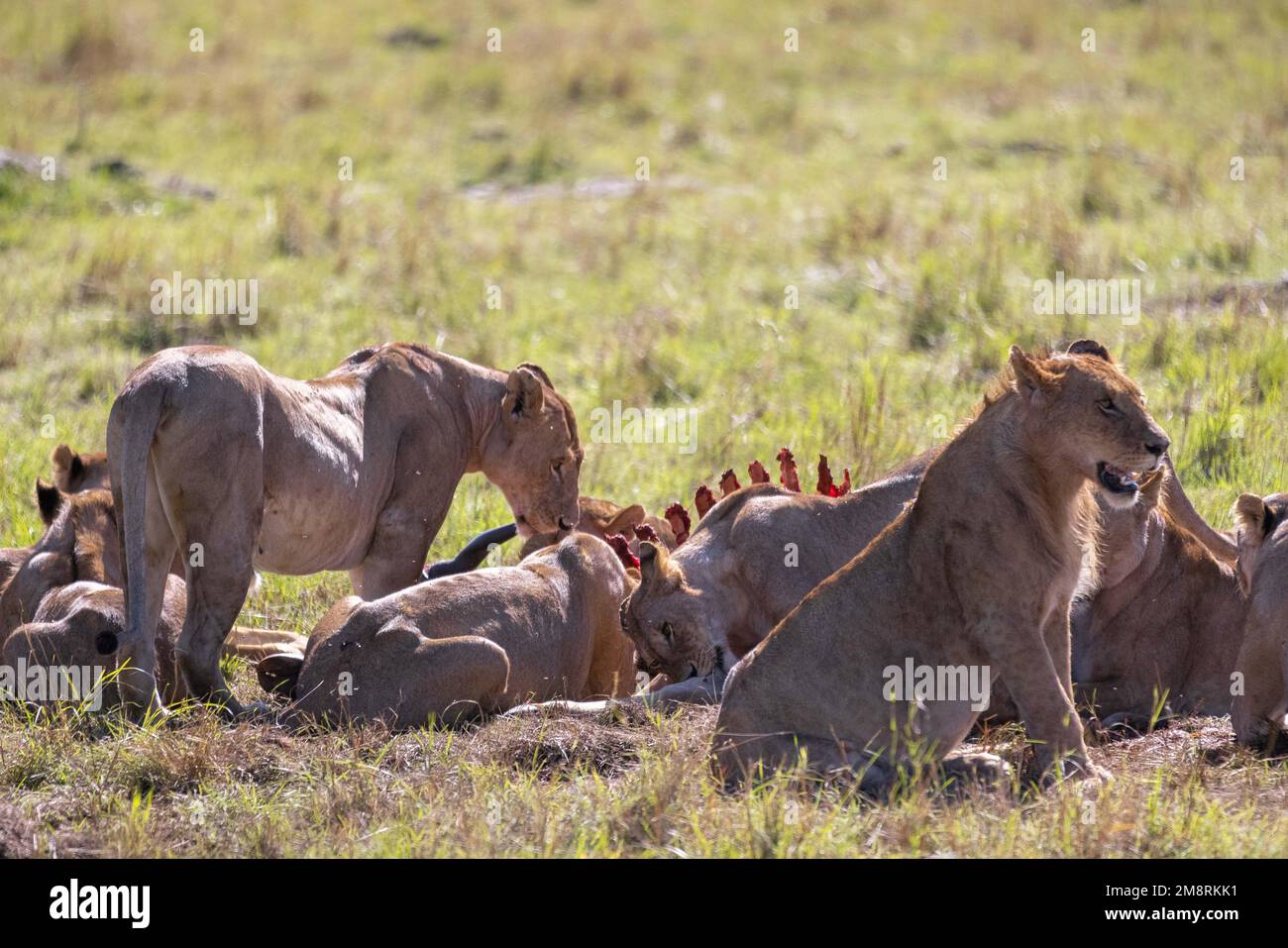 Lions feast on a wildebeest corpse Stock Photo - Alamy