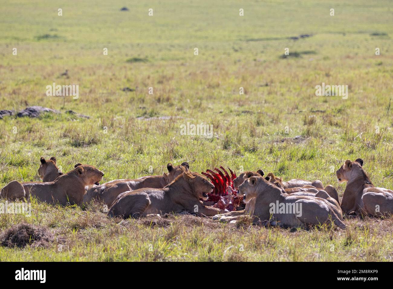 Lions feast on a wildebeest corpse Stock Photo - Alamy