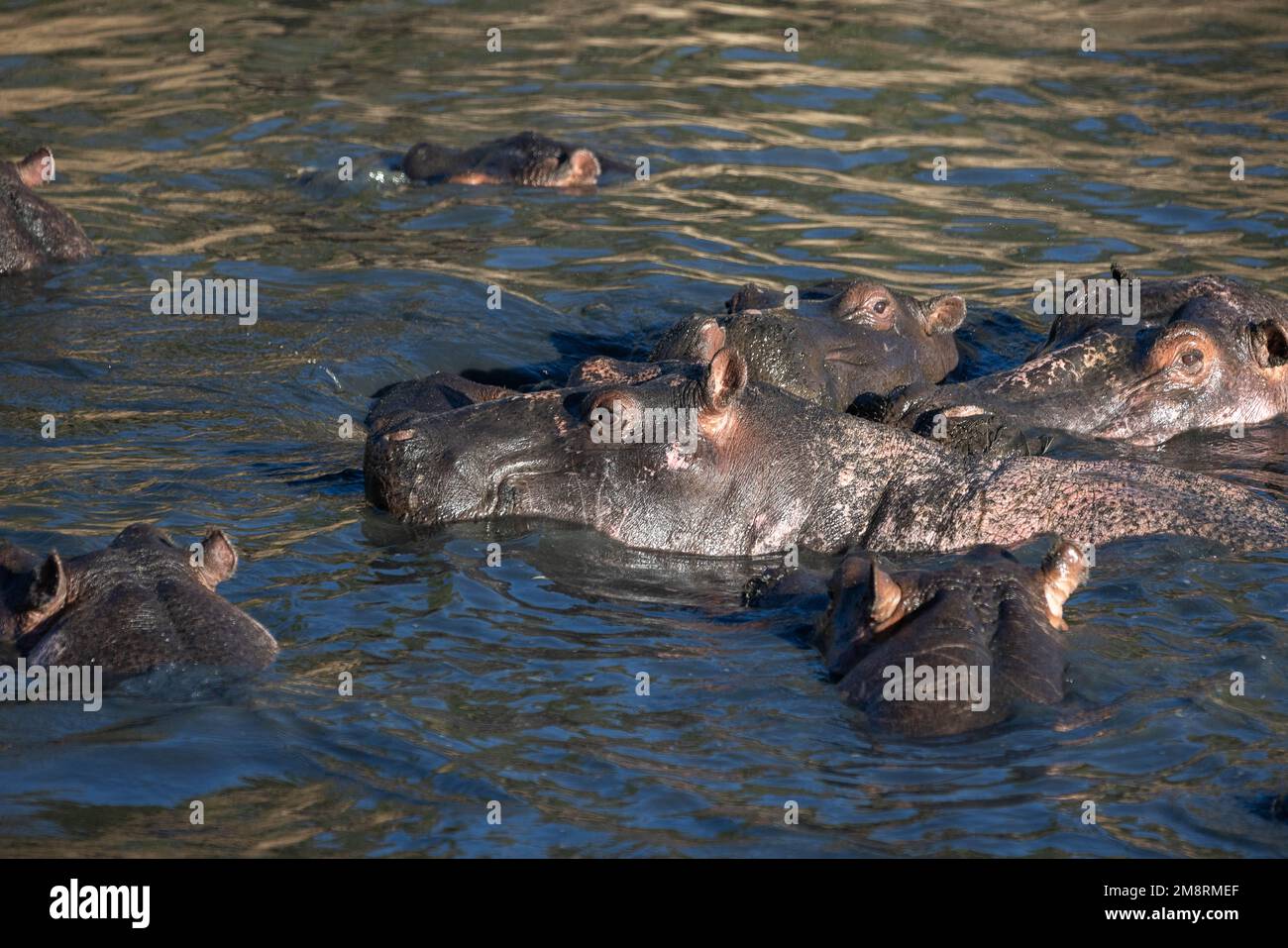 Hippos in the river Stock Photo - Alamy