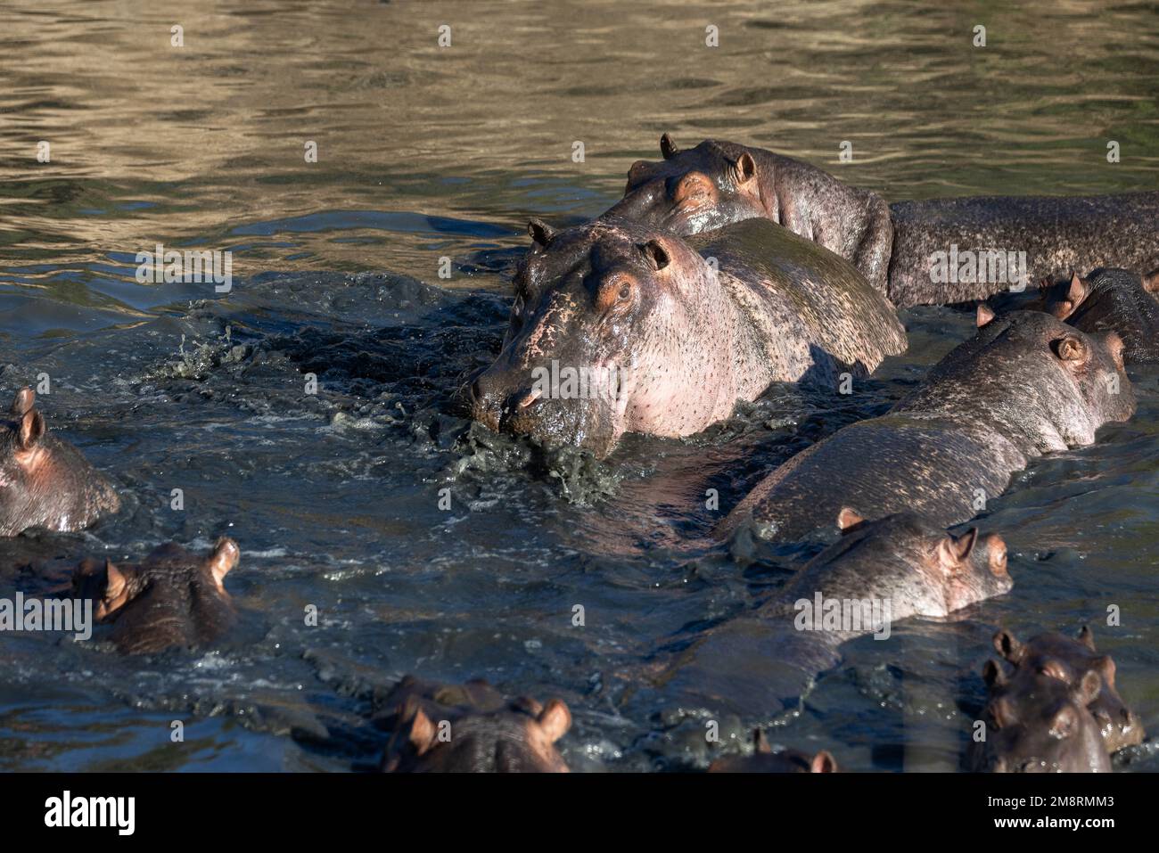 Hippos in the river Stock Photo - Alamy