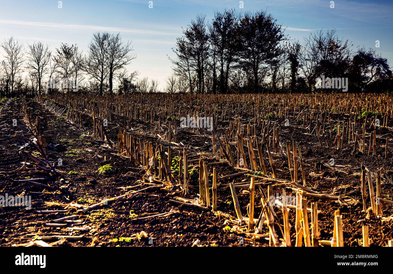 Field of stubble in winter Stock Photo - Alamy