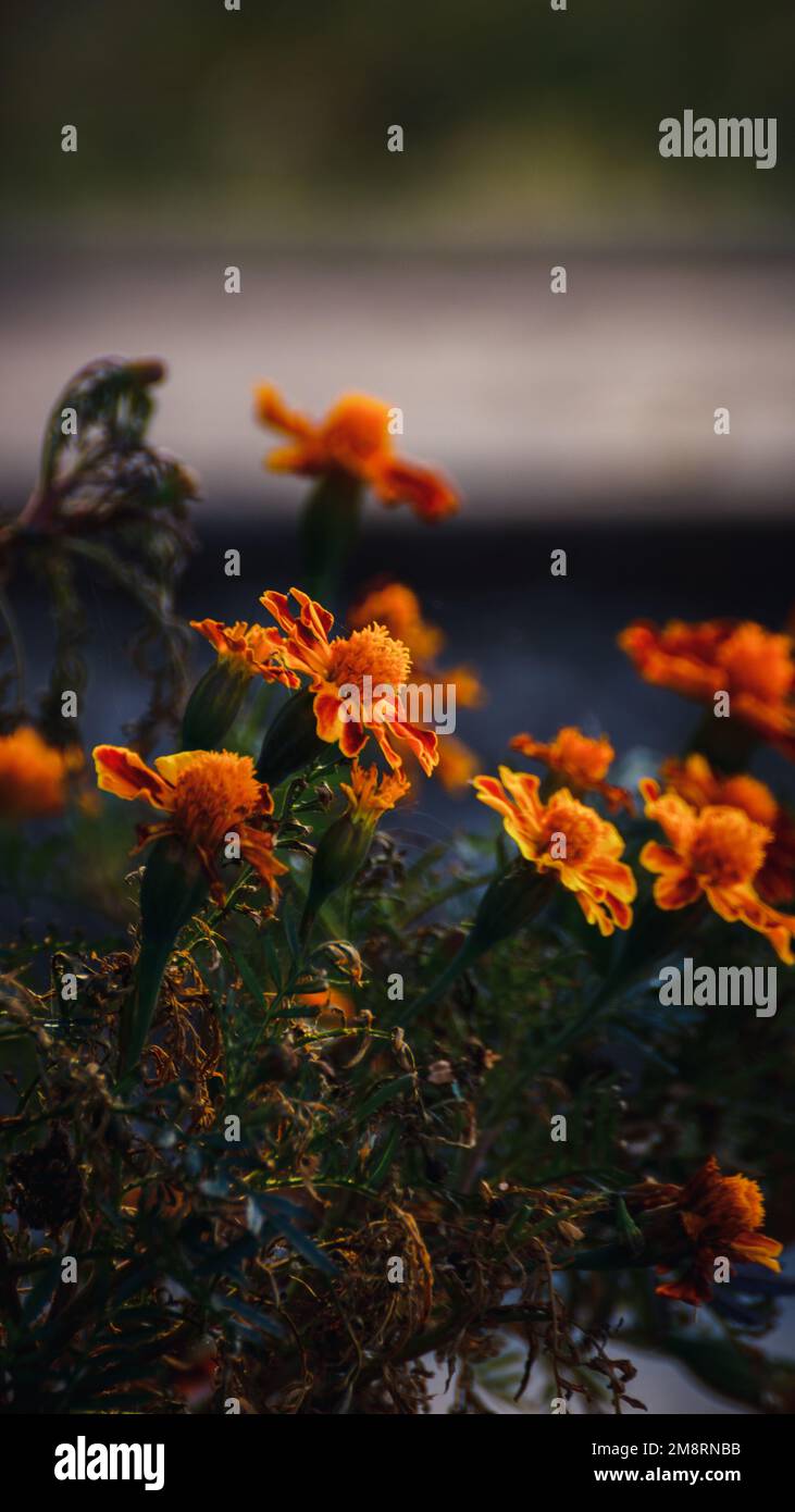 A vertical shot of beautiful marigold flowers under the sunlight Stock ...