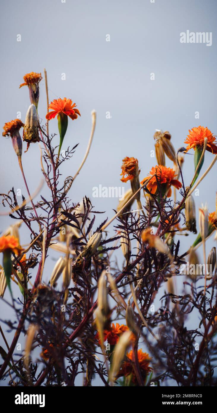 A vertical shot of beautiful orange flowers against a blue sky Stock ...