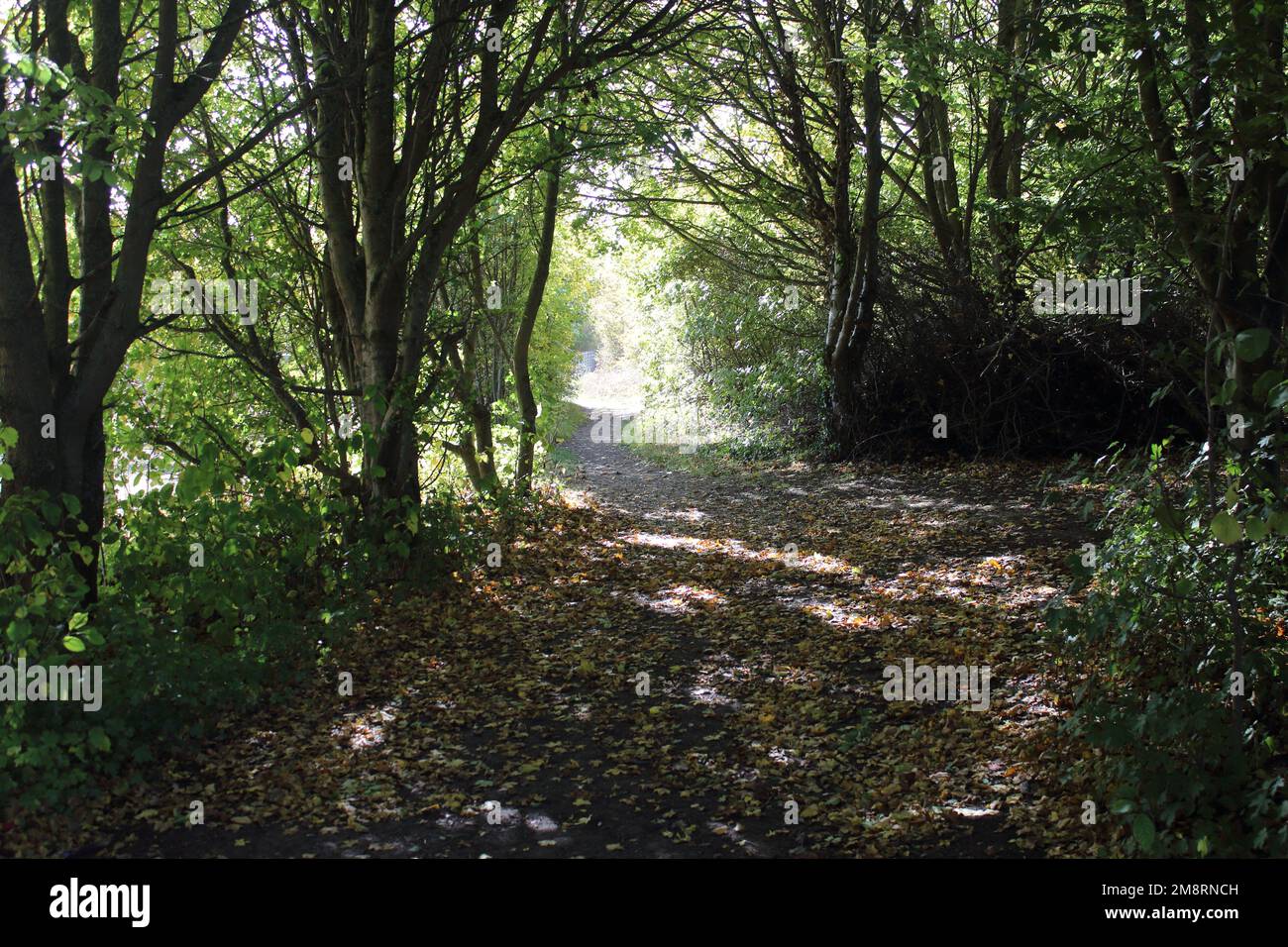 Autumn Wooded Path, Wandlebury Park, Cambridgeshire Stock Photo - Alamy