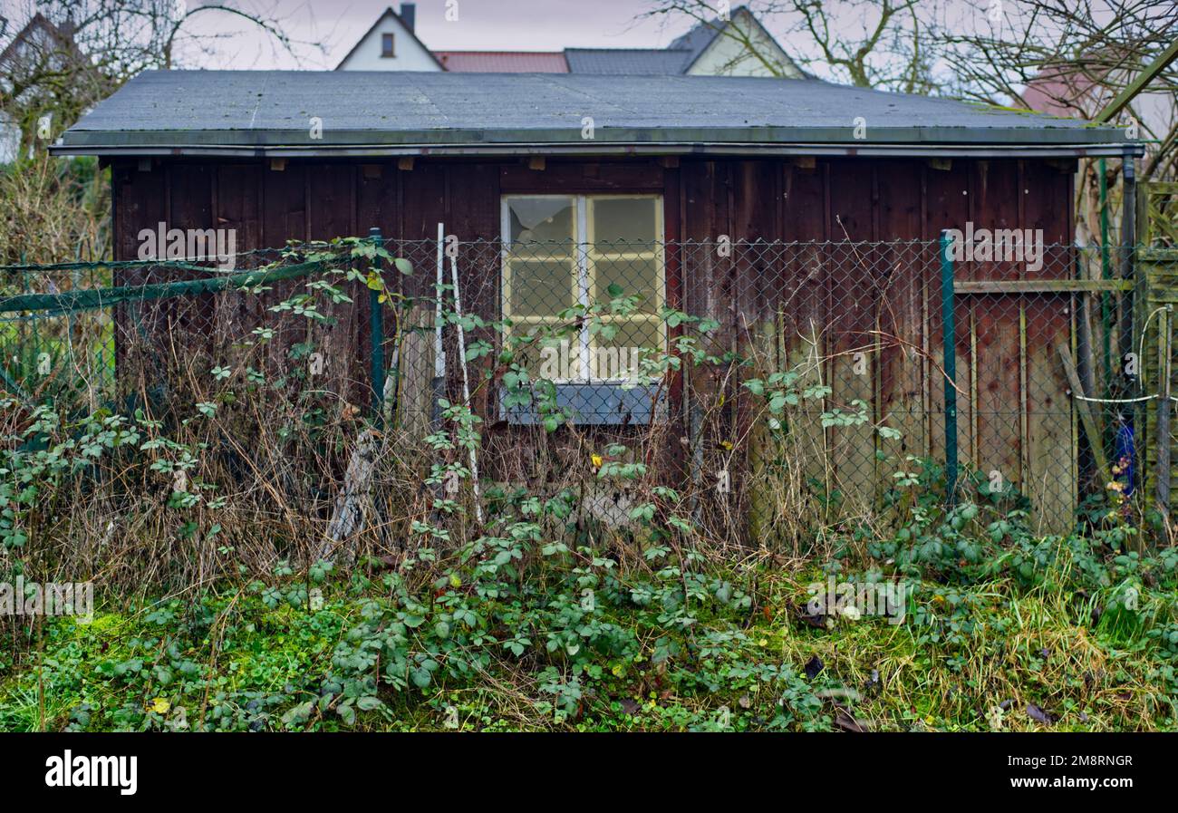 overgrown brown wooden cabin with a white window in an allotment garden ...