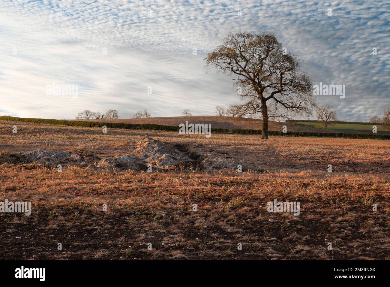 An image showing a single tree in a field on a beautiful springtime ...