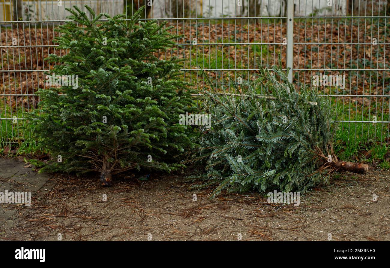 Two discarded Christmas trees laying on the ground in front of a metal ...
