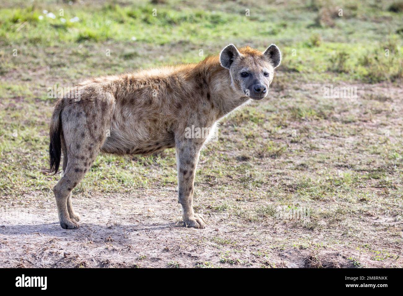 Hyena pack hi-res stock photography and images - Alamy
