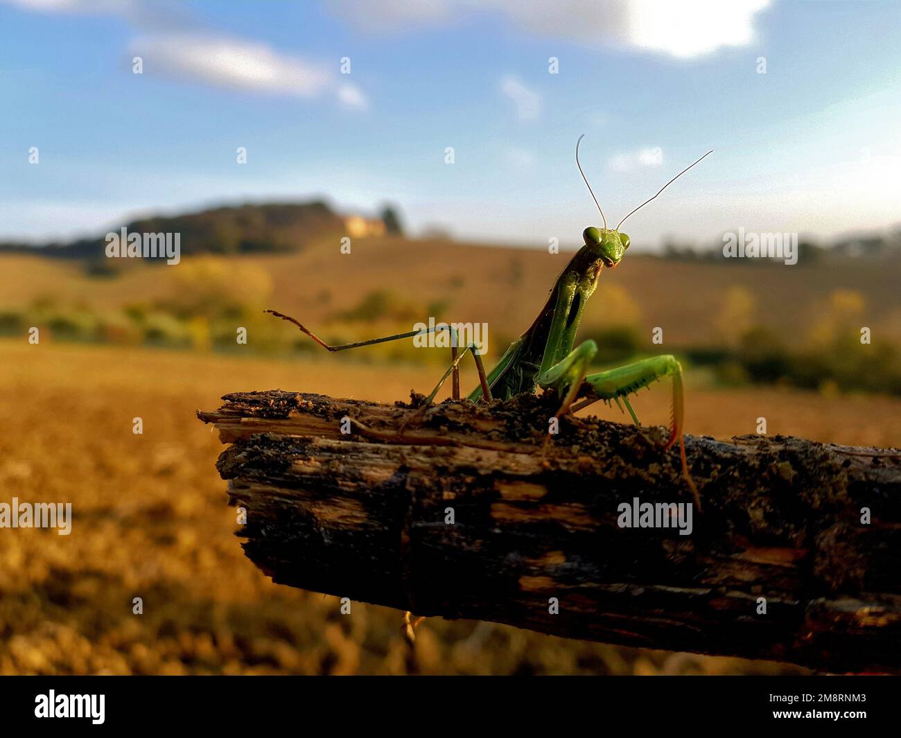 Praying mantis alien insect hi-res stock photography and images - Alamy