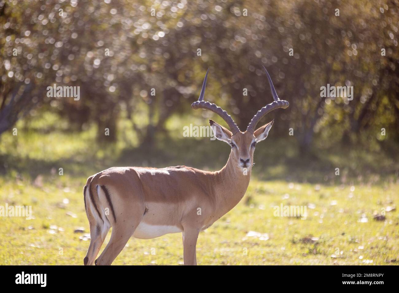 Impala horn hi-res stock photography and images - Alamy