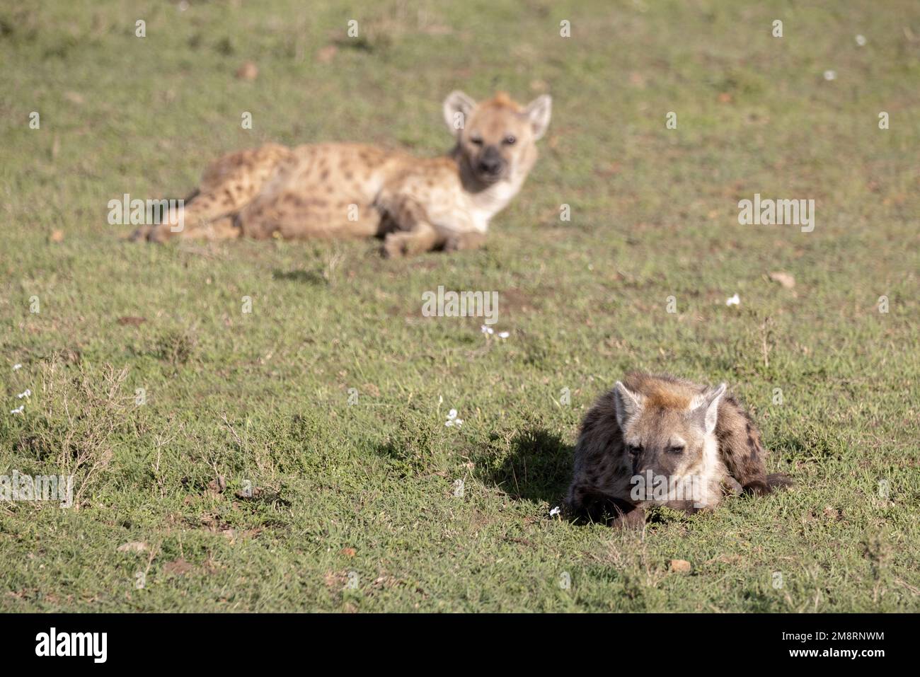 Wild hyenas in savannah africa hi-res stock photography and images - Alamy