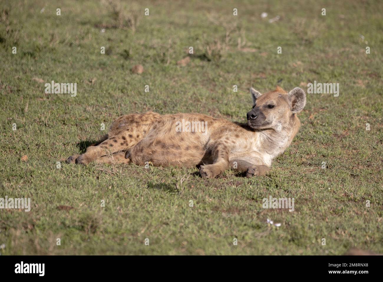Hyenas natural habitat hi-res stock photography and images - Alamy