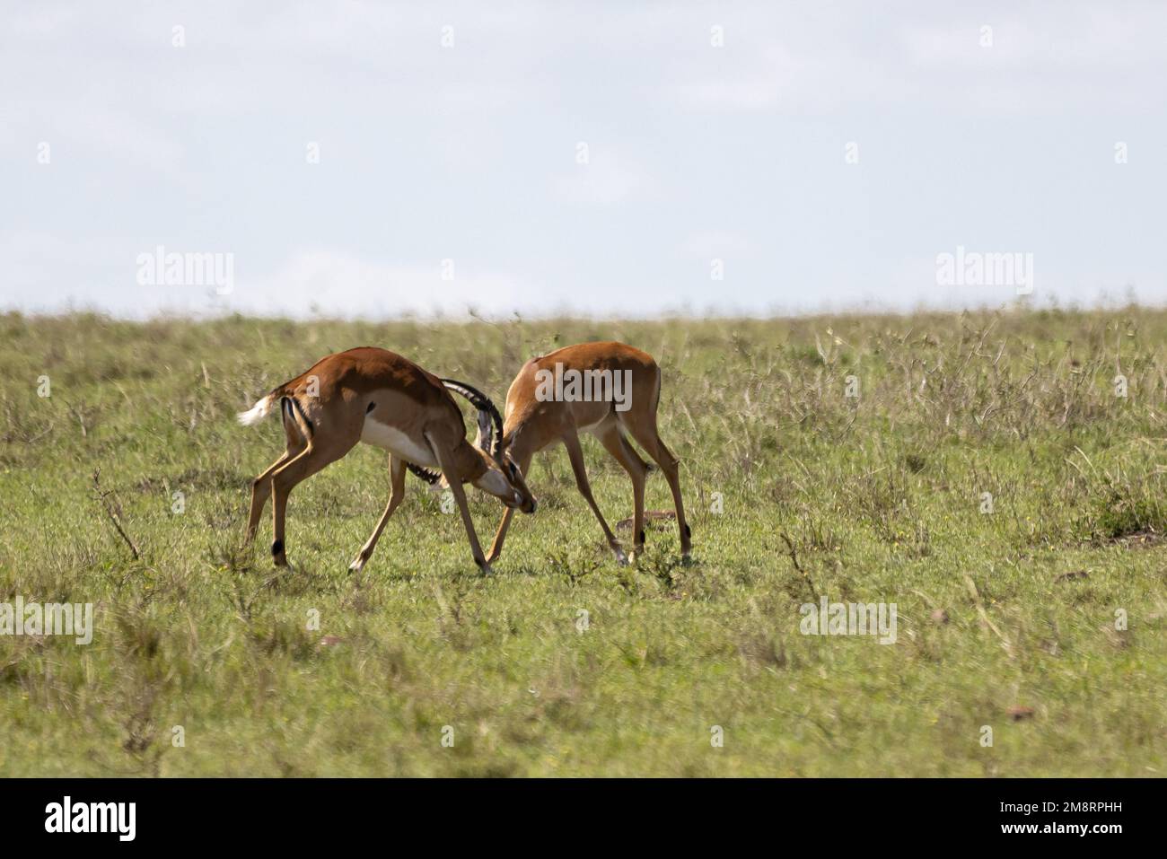 Springbok with horns hi-res stock photography and images - Alamy