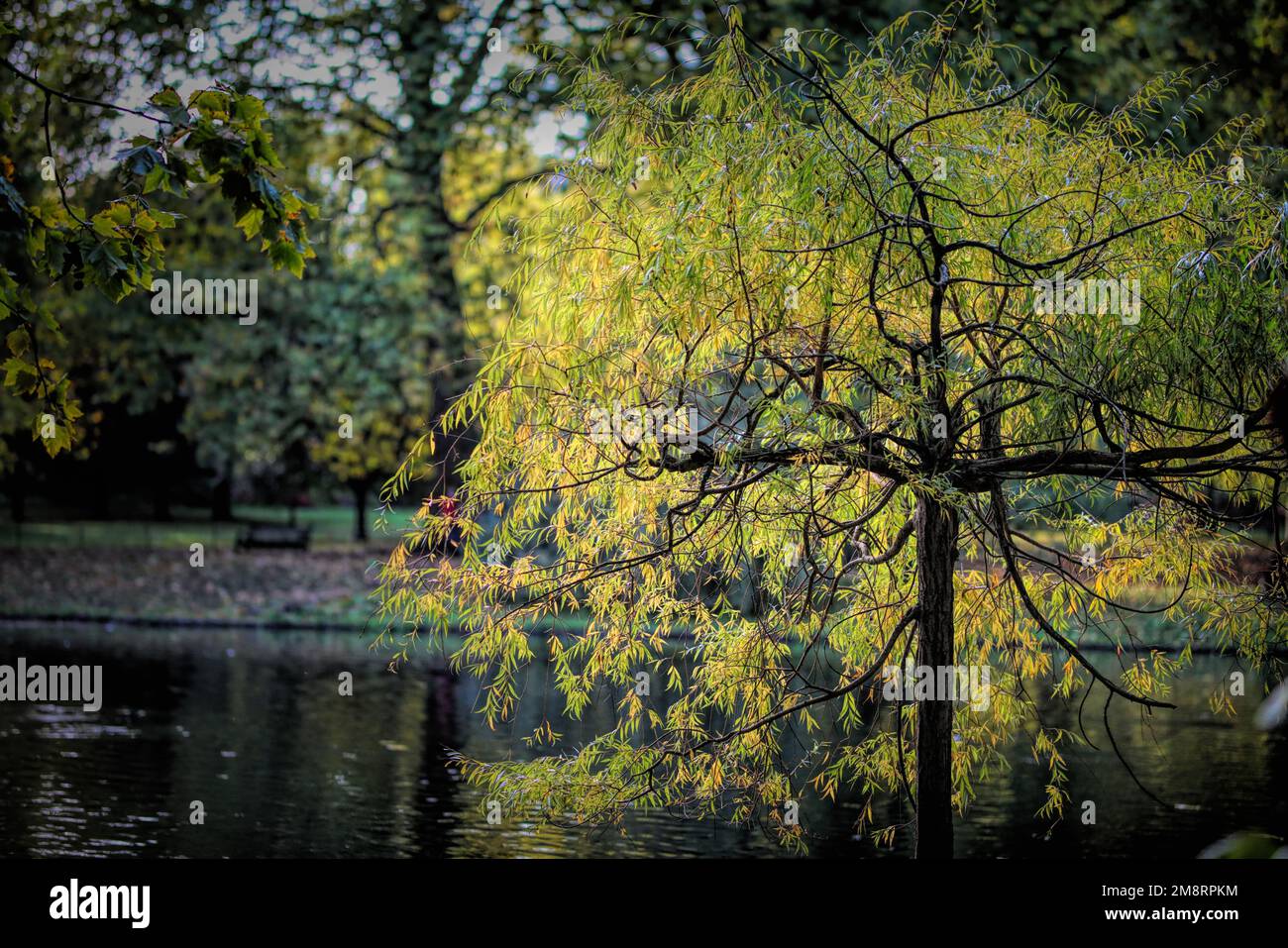 The beautiful leafy trees of St James's park in Westminster, central ...