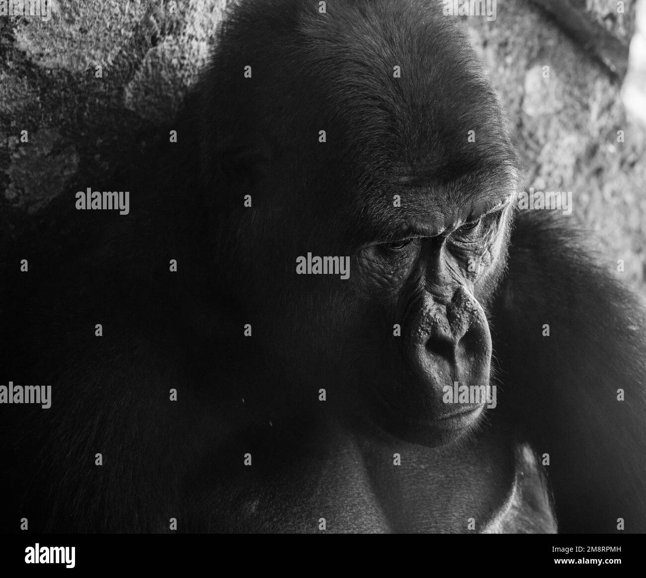 A closeup of a big silverback gorilla with black fur captured in a zoo ...