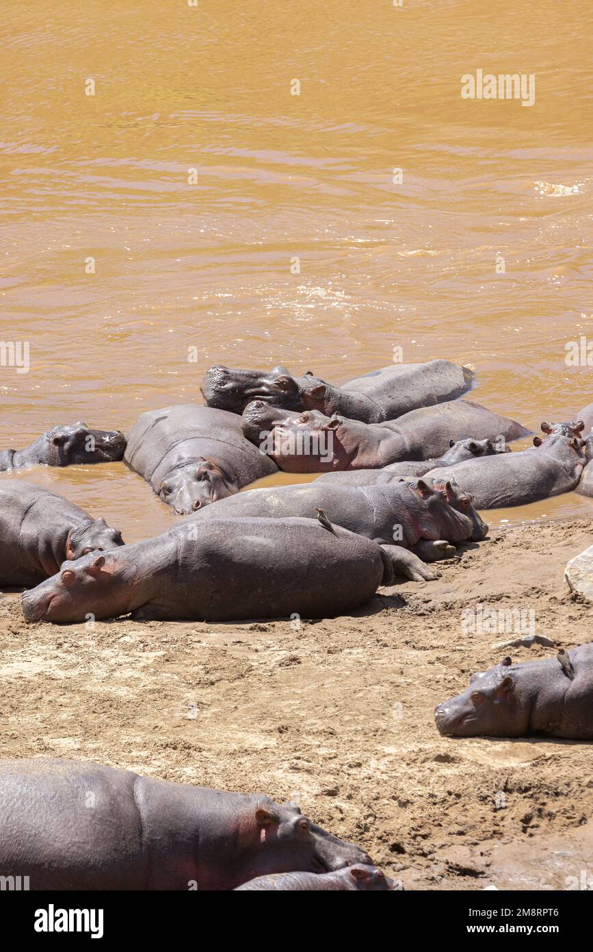 Hippos and their babies rest in the river Stock Photo - Alamy