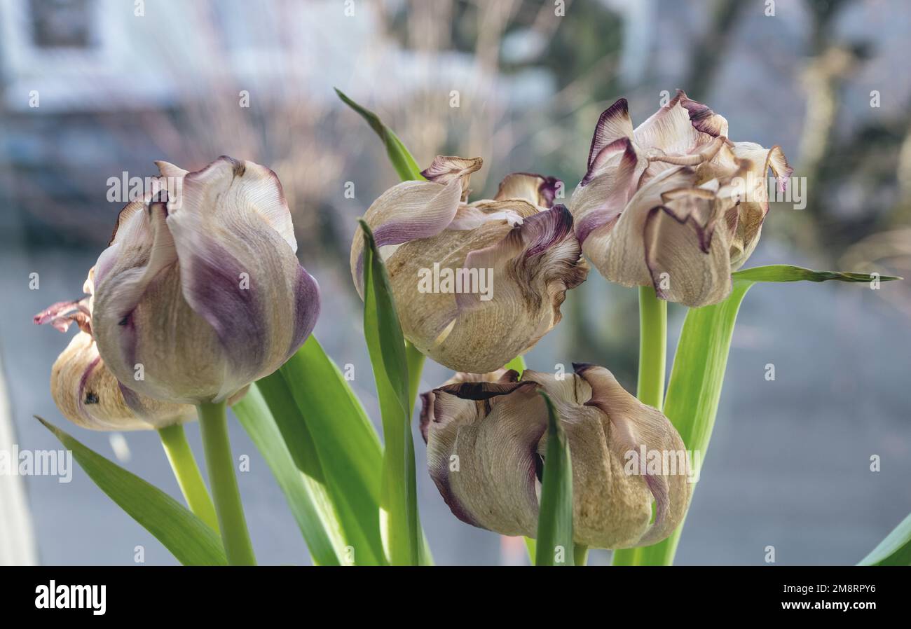 Faded and Dying Tulips. Faded pink and white tulips in the window Stock ...