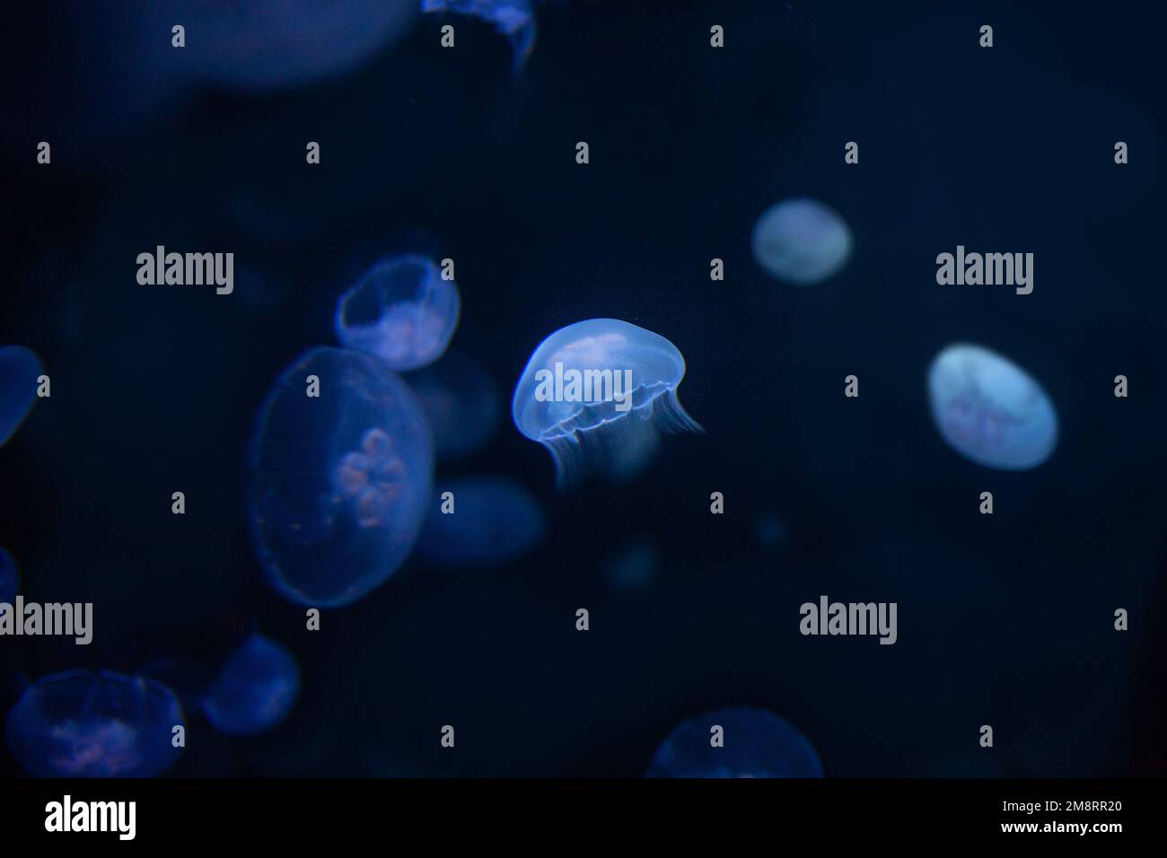 Beautiful transparent jellyfish at a depth underwater in the ocean or ...