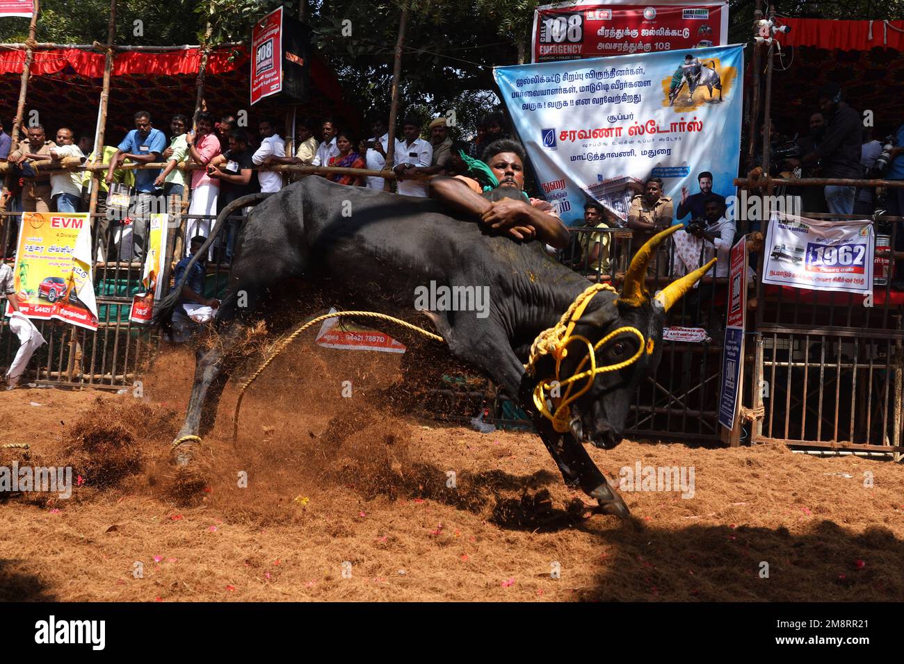Madurai, Tamil Nadu, India. 15th Jan, 2023. A participant tries to ...