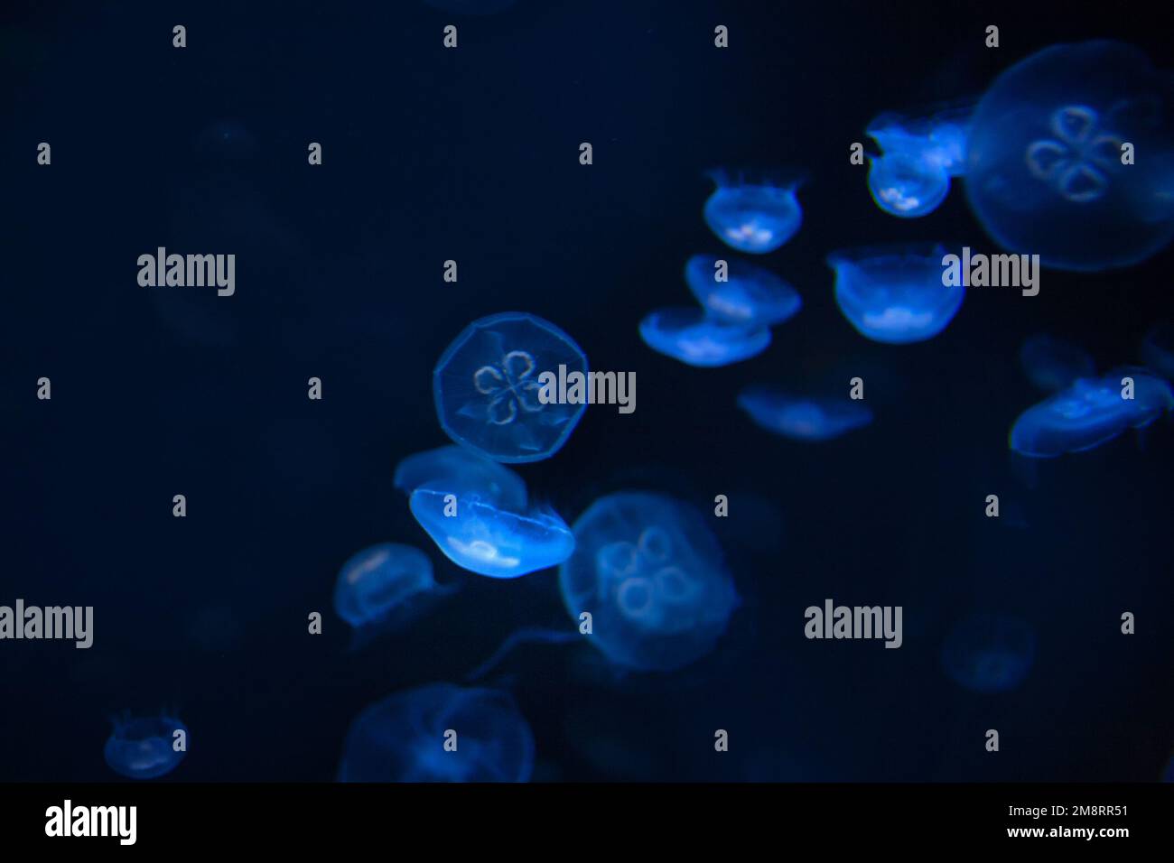 Jellyfish orange blue background hi-res stock photography and images ...