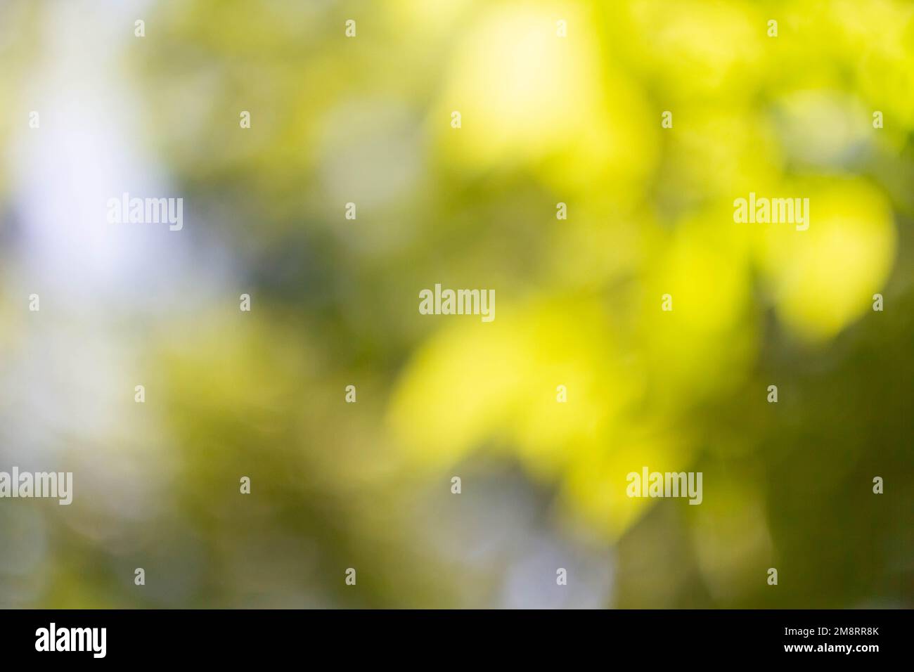 Abstract background. Background in blur out of focus. Texture in shades of green. Bokeh in the ...