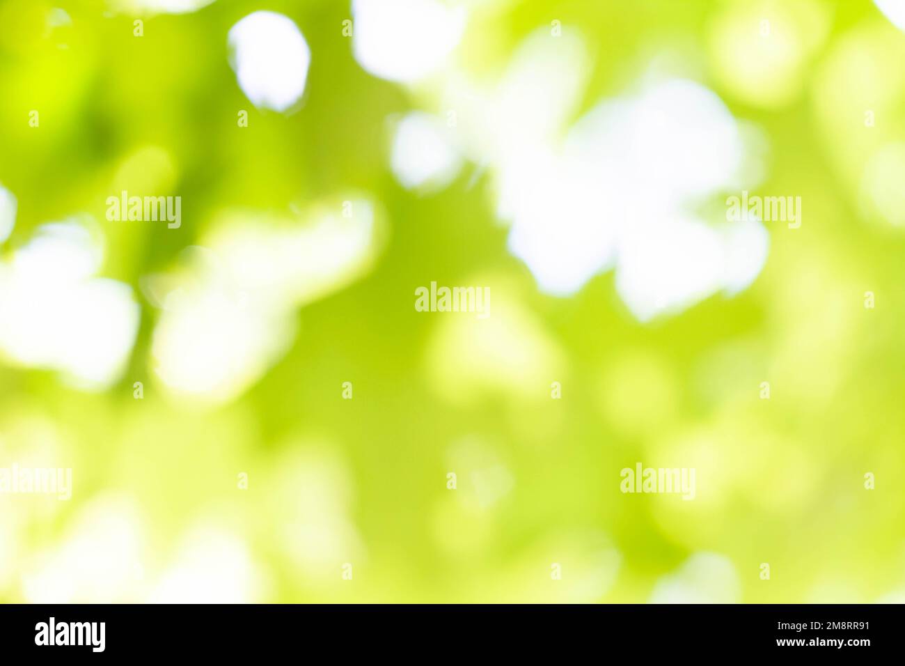 Abstract background. Background in blur out of focus. Texture in shades of green. Bokeh in the ...