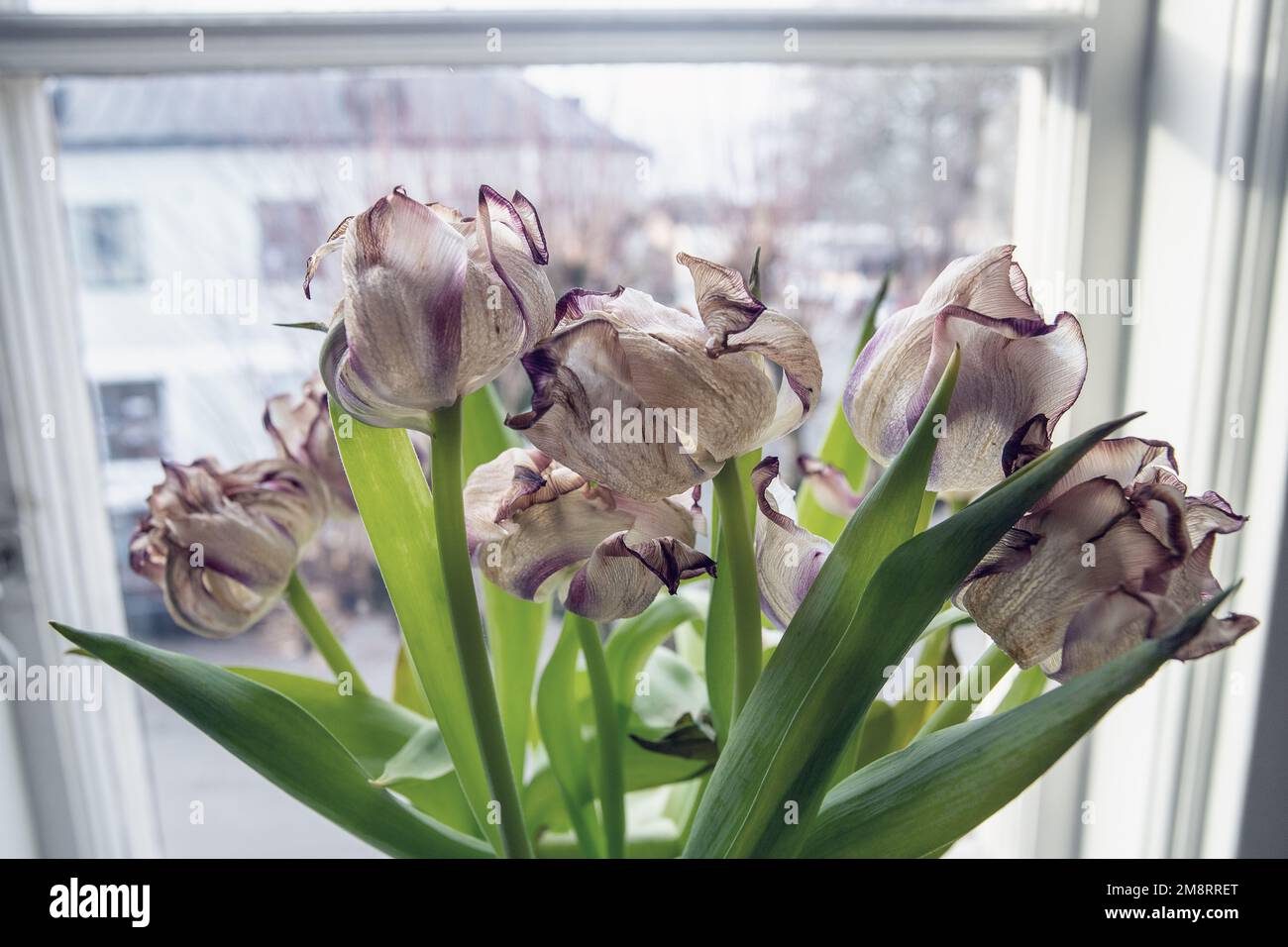 Faded and Dying Tulips. Faded pink and white tulips in the window Stock ...