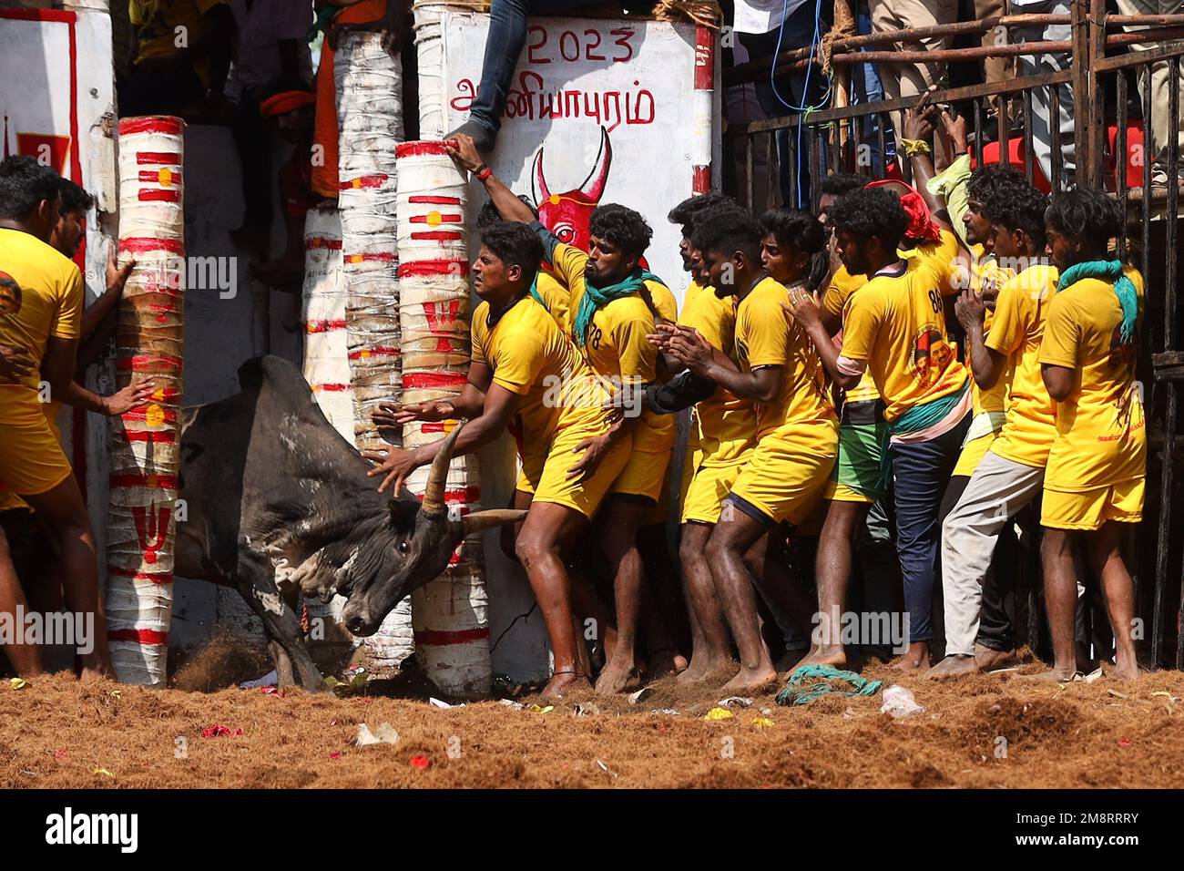 Madurai, Tamil Nadu, India. 15th Jan, 2023. A participant tries to ...