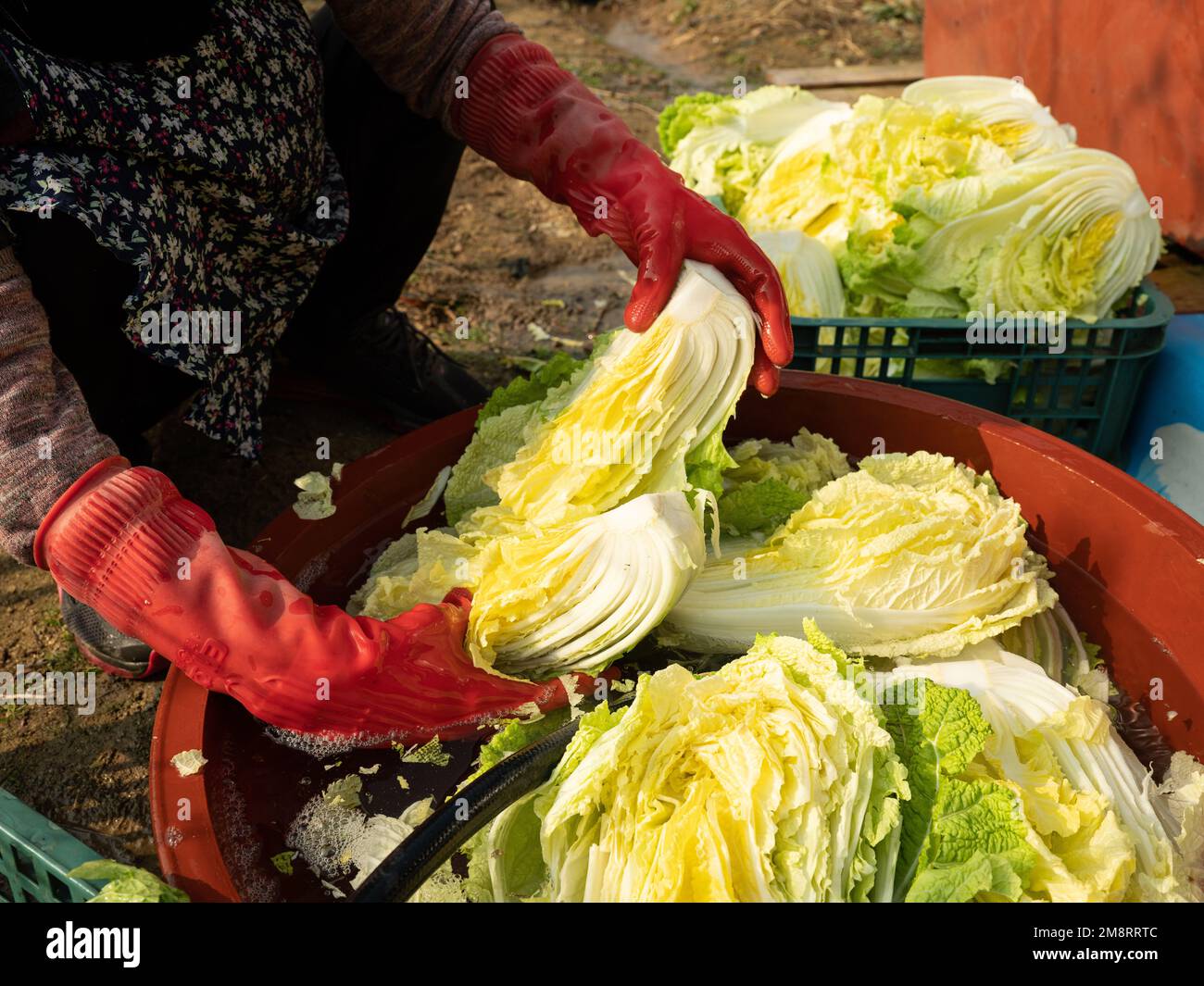 Korean cabbage washing with water Stock Photo - Alamy