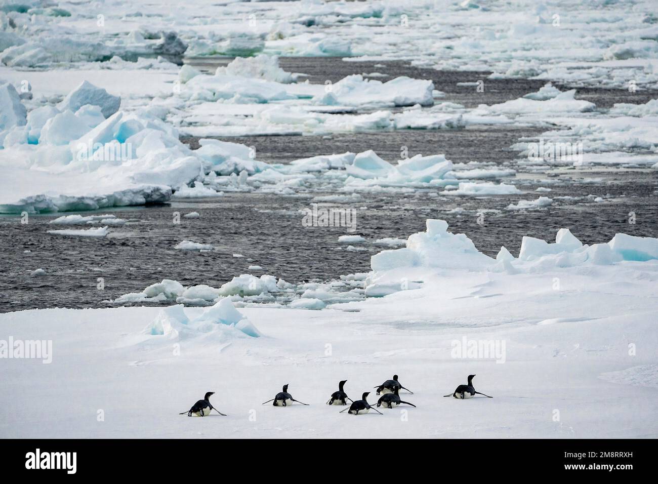 USCG Polar Star, Antarctica. 03 January, 2023. Emperor penguins slide ...