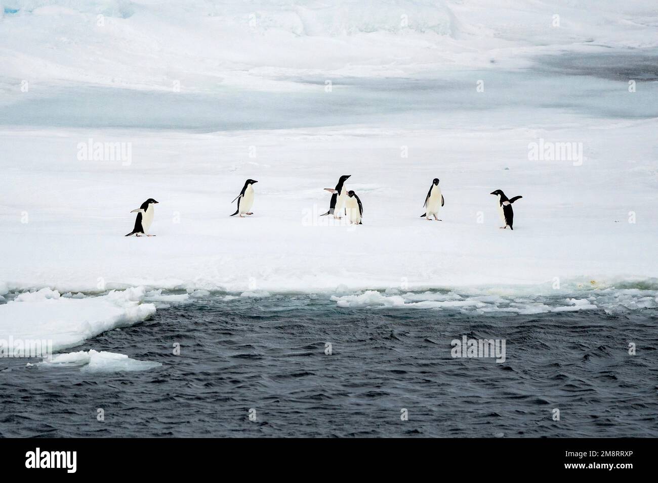 USCG Polar Star, Antarctica. 03 January, 2023. Adélie penguins waddle ...