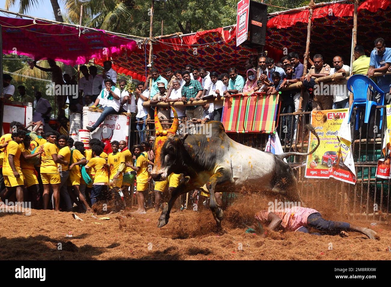 Madurai, Tamil Nadu, India. 15th Jan, 2023. A participant tries to ...