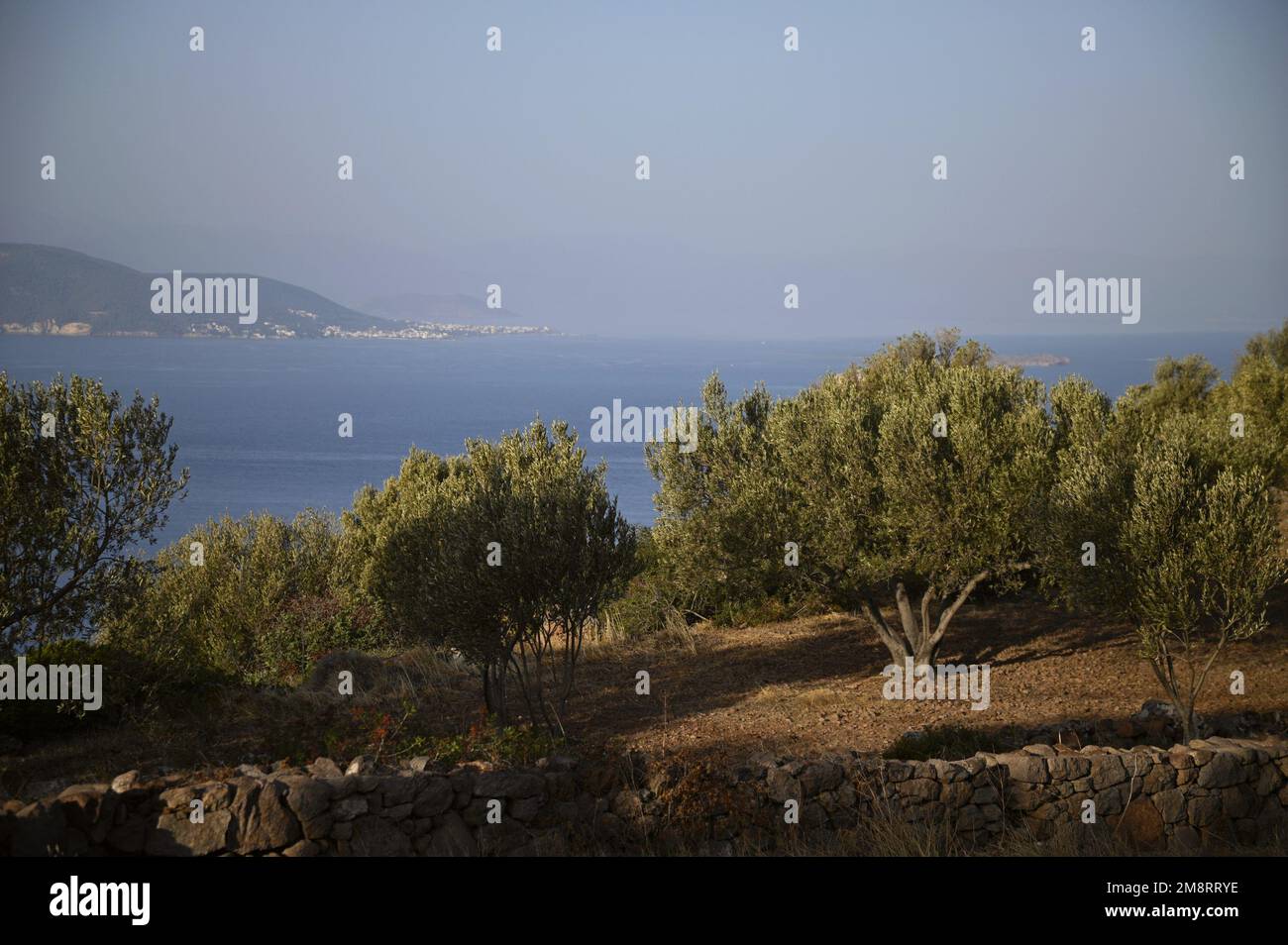 Natural landscape with scenic view of the Ancient Olive Grove or ...