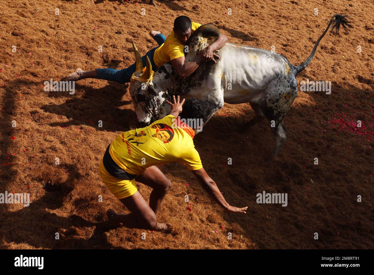Madurai, Tamil Nadu, India. 15th Jan, 2023. A participant tries to ...