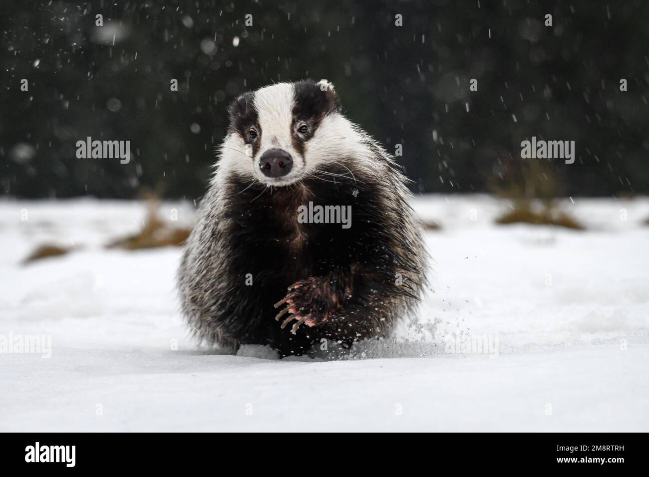 The badger ran out of the forest to the snowy meadow Stock Photo - Alamy