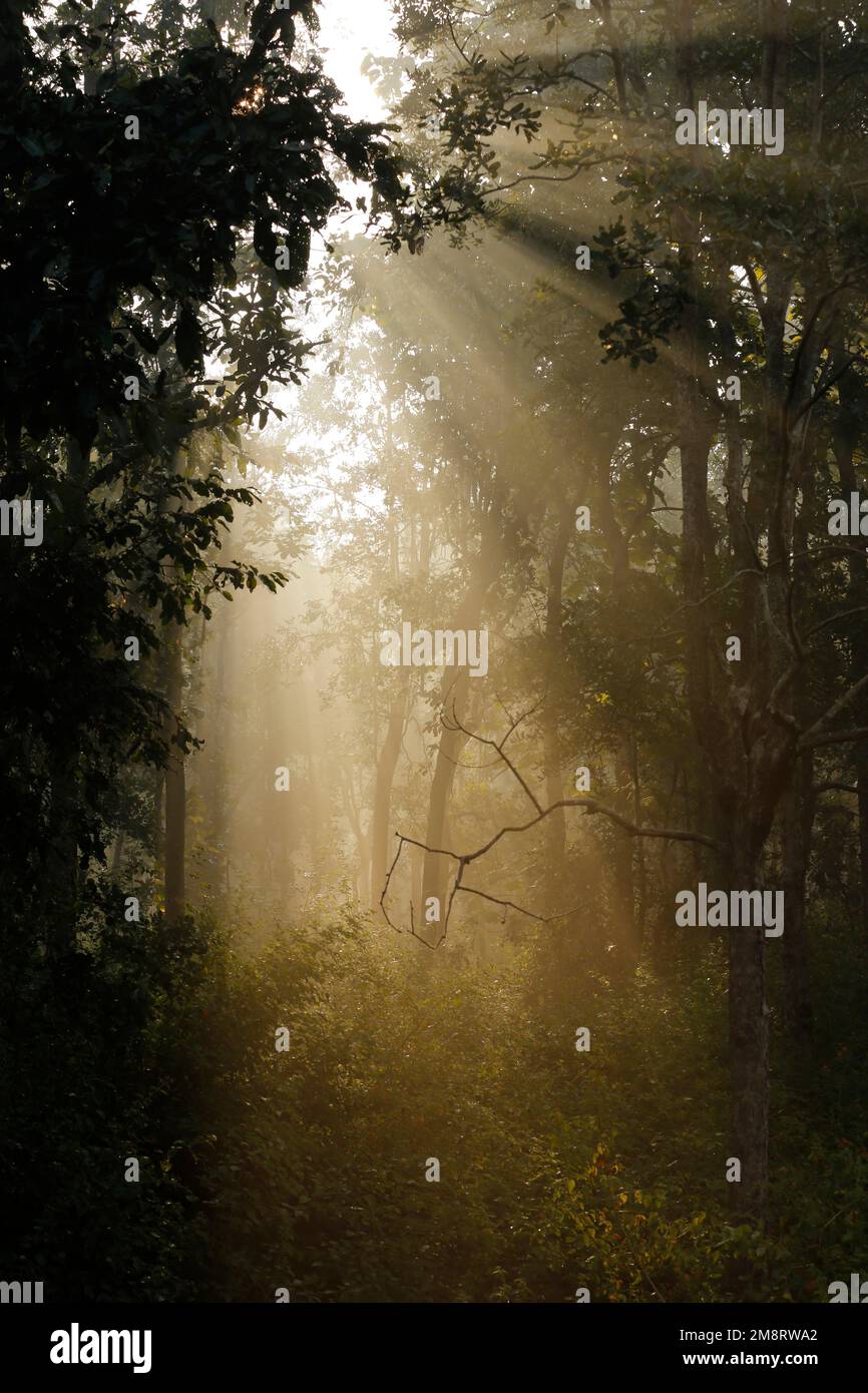 Morning Sun Rays Breaking thorugh the Foliage in Pench Forest. Pench ...