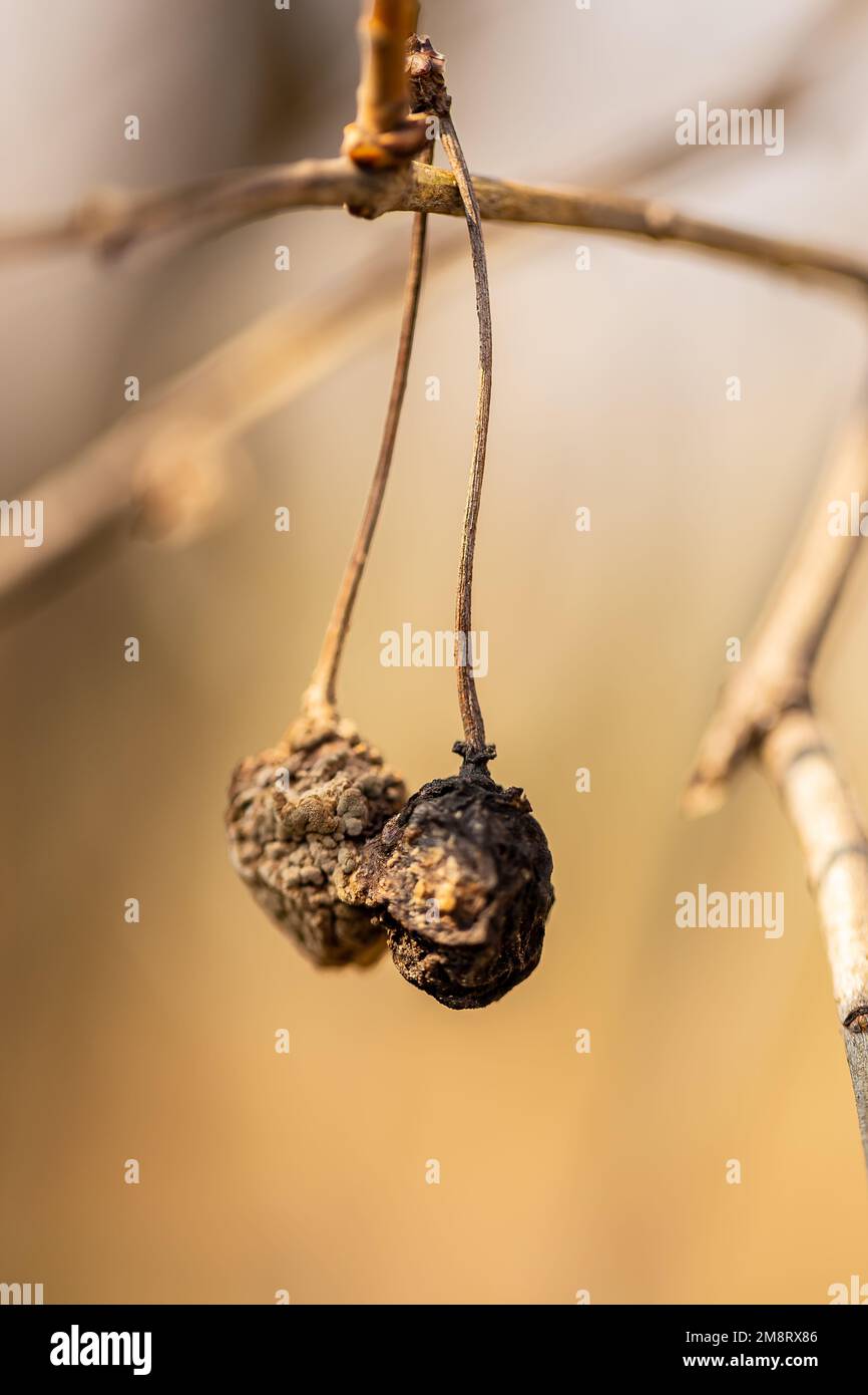 Close up of rotten berries hi-res stock photography and images - Alamy