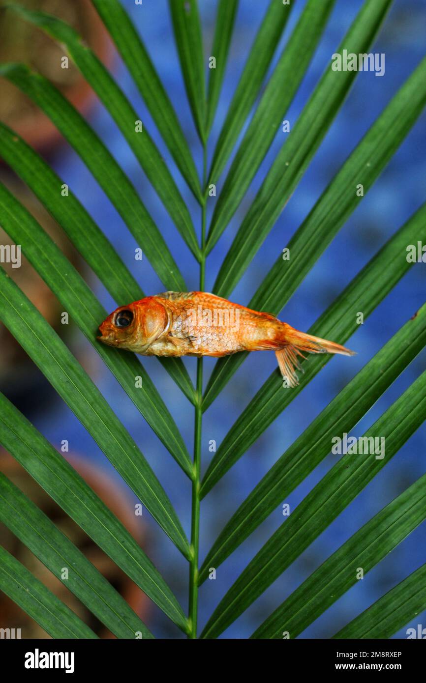 Closeup shot beautiful goldfish hi-res stock photography and images - Alamy