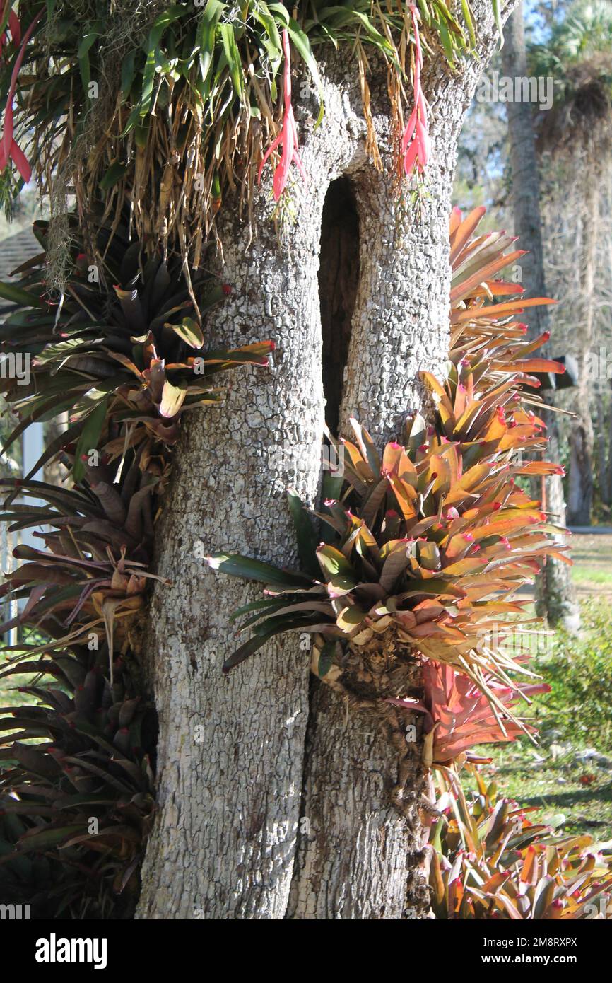 What plants have a symbiotic relationship with Palm trees? Bromeliads ...