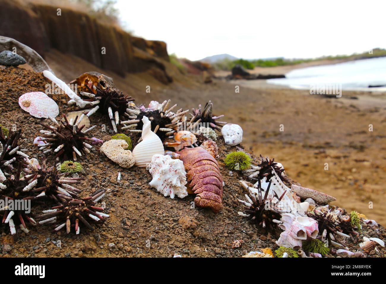 Shells on the beach in the Galapagos Islands, Ecuador, South America ...