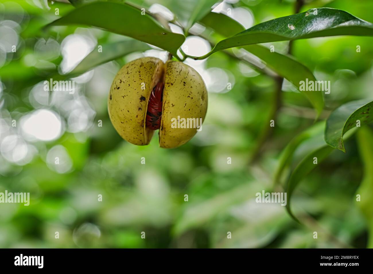 Nutmeg handing and ready to harvest Stock Photo - Alamy
