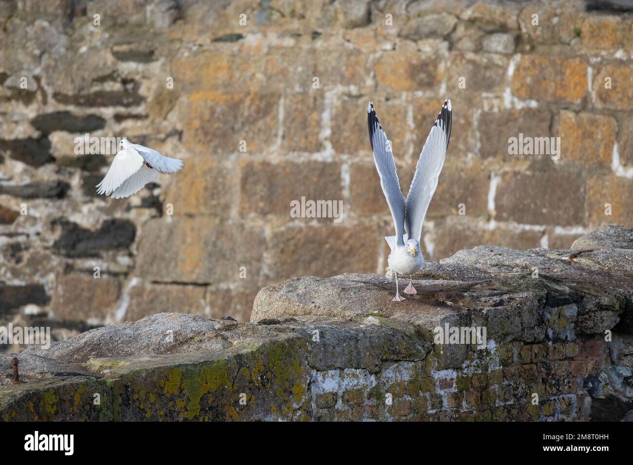 Seagull herring gull perched on a wall with its wings raised pointing ...