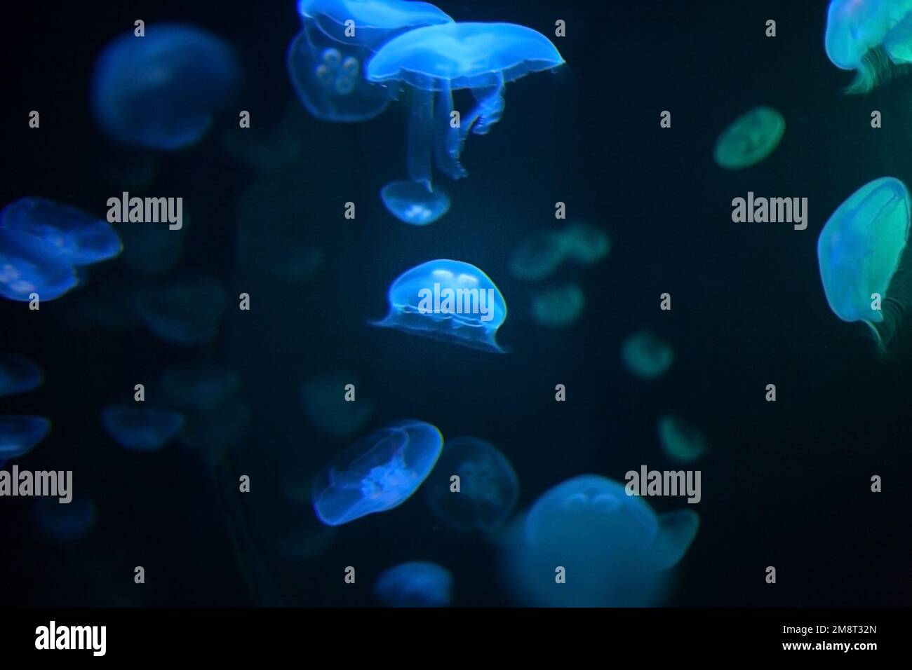Beautiful transparent jellyfish at a depth underwater in the ocean or ...