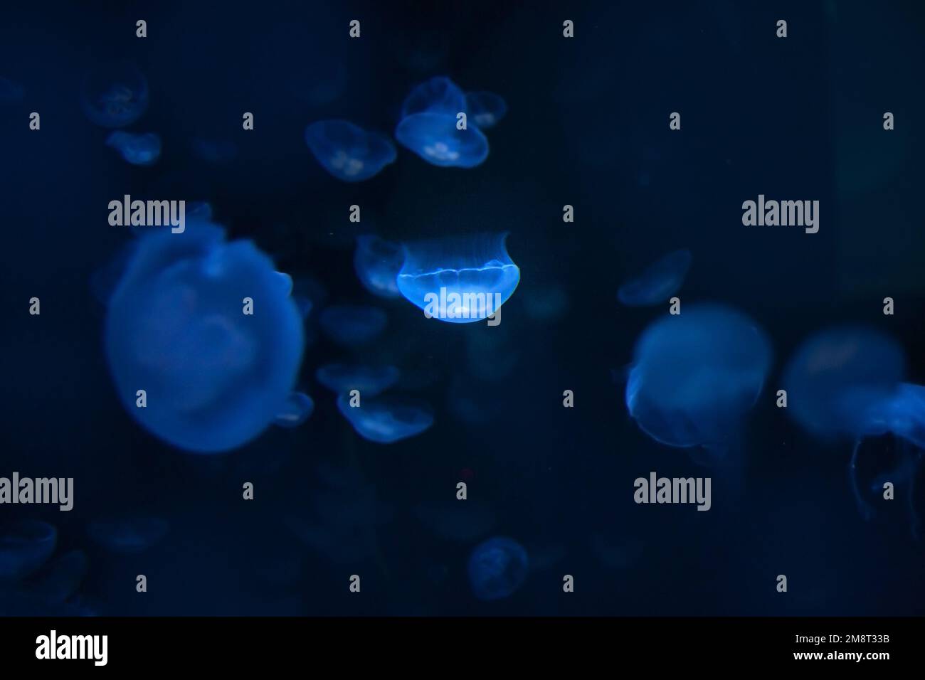 Beautiful transparent jellyfish at a depth underwater in the ocean or ...