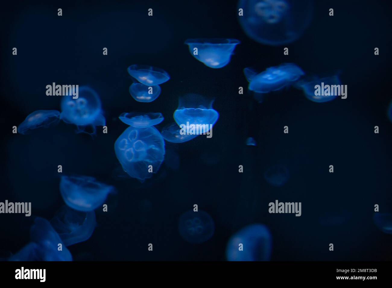 Beautiful transparent jellyfish at a depth underwater in the ocean or ...