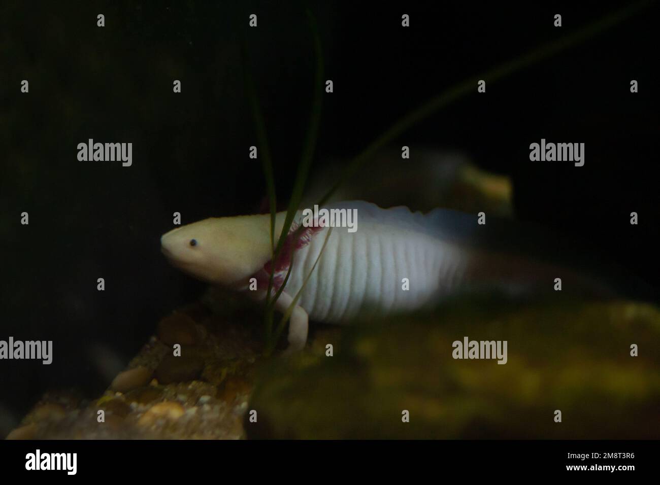 ancient fish lizard at the bottom of the sea or ocean in algae Stock ...