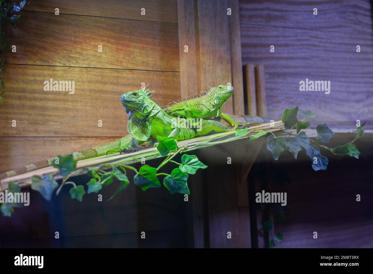 Green pair of adult chameleon lizards in plants resting in the light ...