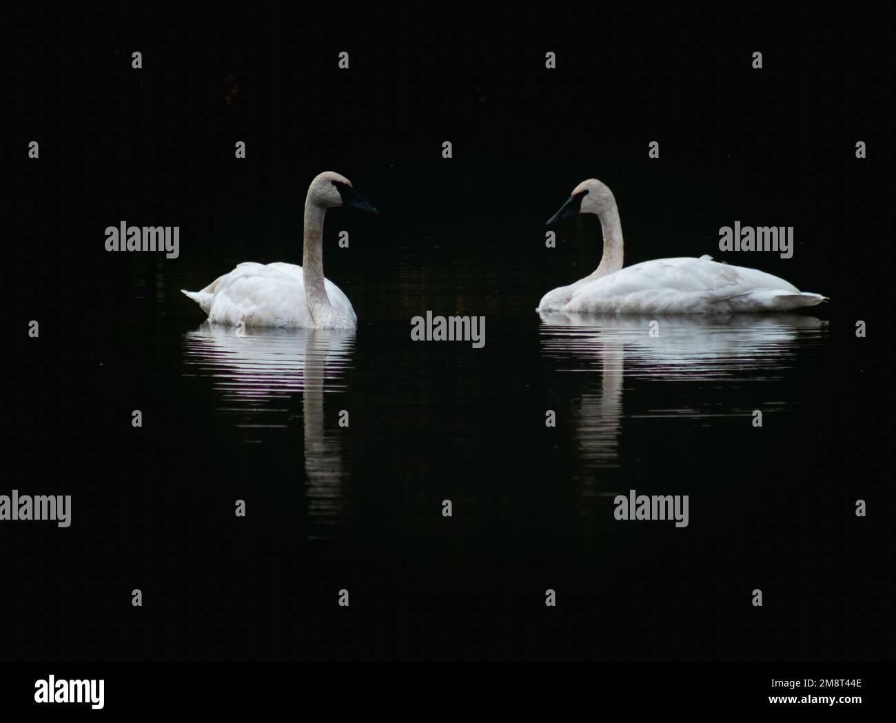 Pair black swans swimming hi-res stock photography and images - Alamy