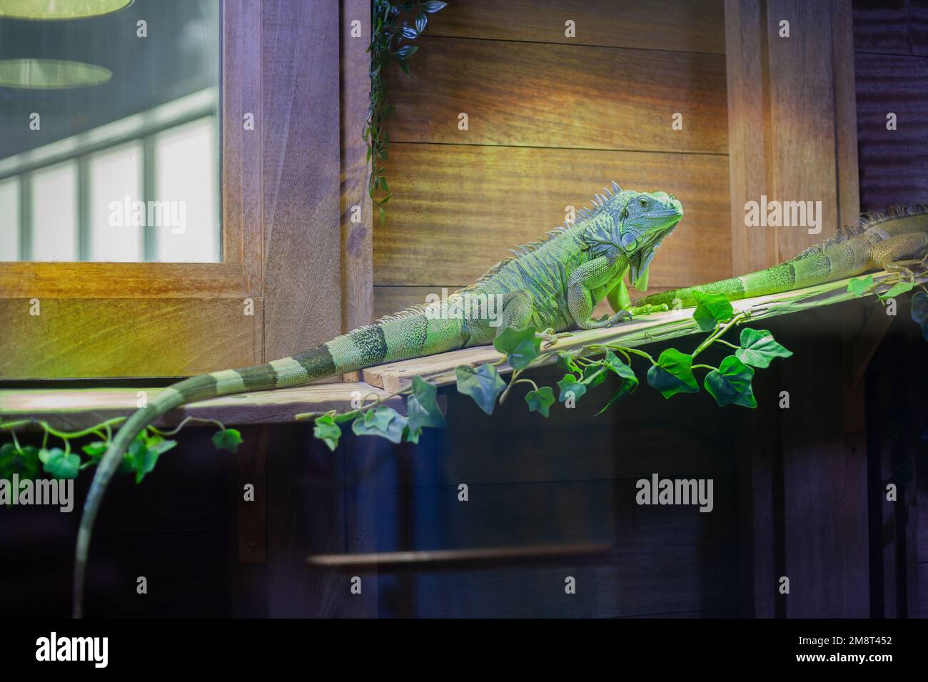 Green pair of adult chameleon lizards in plants resting in the light ...