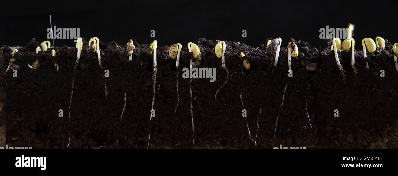 Sprouted soybean shoots with roots on a black background Stock Photo ...